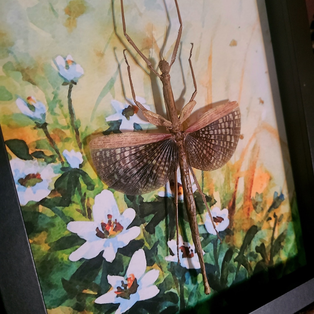 Framed Flying Walking Stick Insect: Vintage Botanical Art Print - Etsy UK