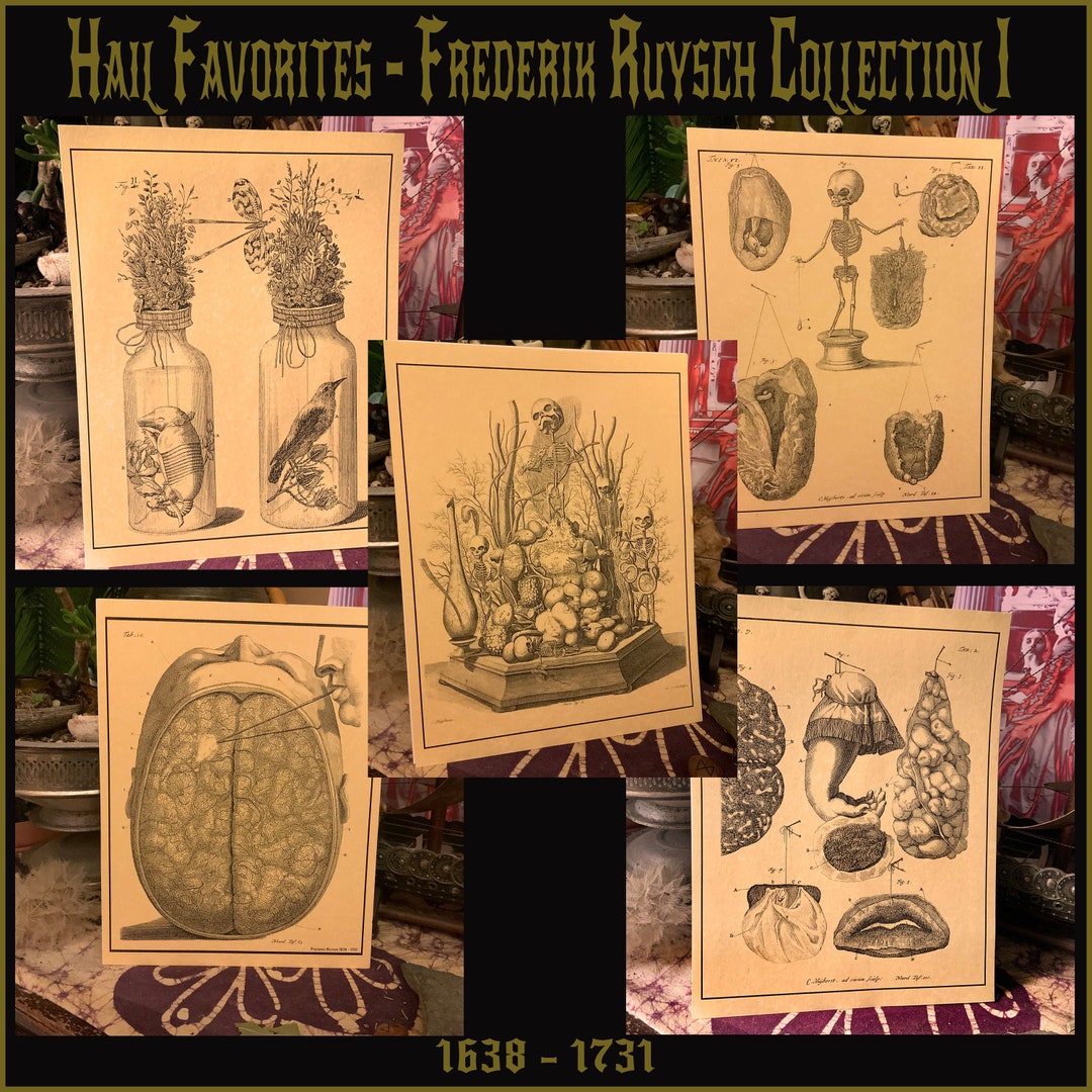 Frederik Ruysch Anatomy Art Print – Wet Specimen, Goth Home Decor - Etsy