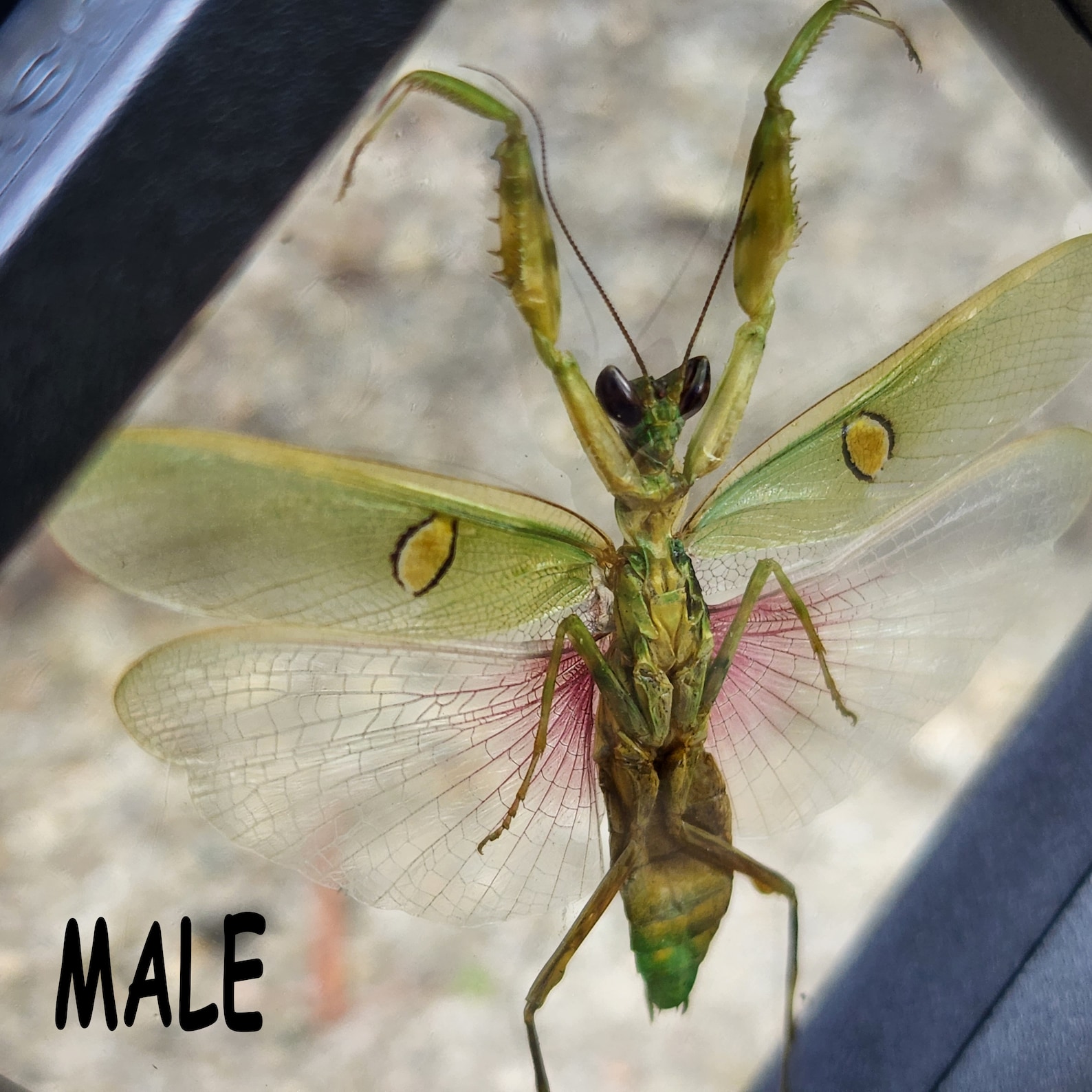 Jeweled Flower Mantis Creobroter Gemmatus Floating Frame - Etsy Norway