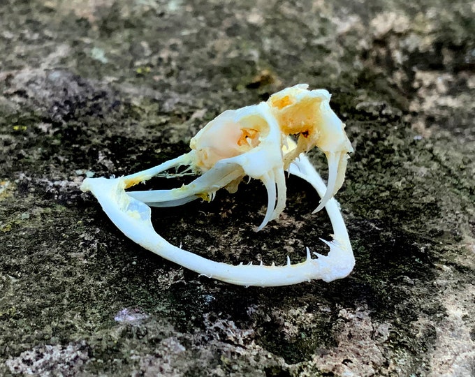 Viper Snake Skull - Trimeresurus Albolabris Pit Viper Skull - Real ...