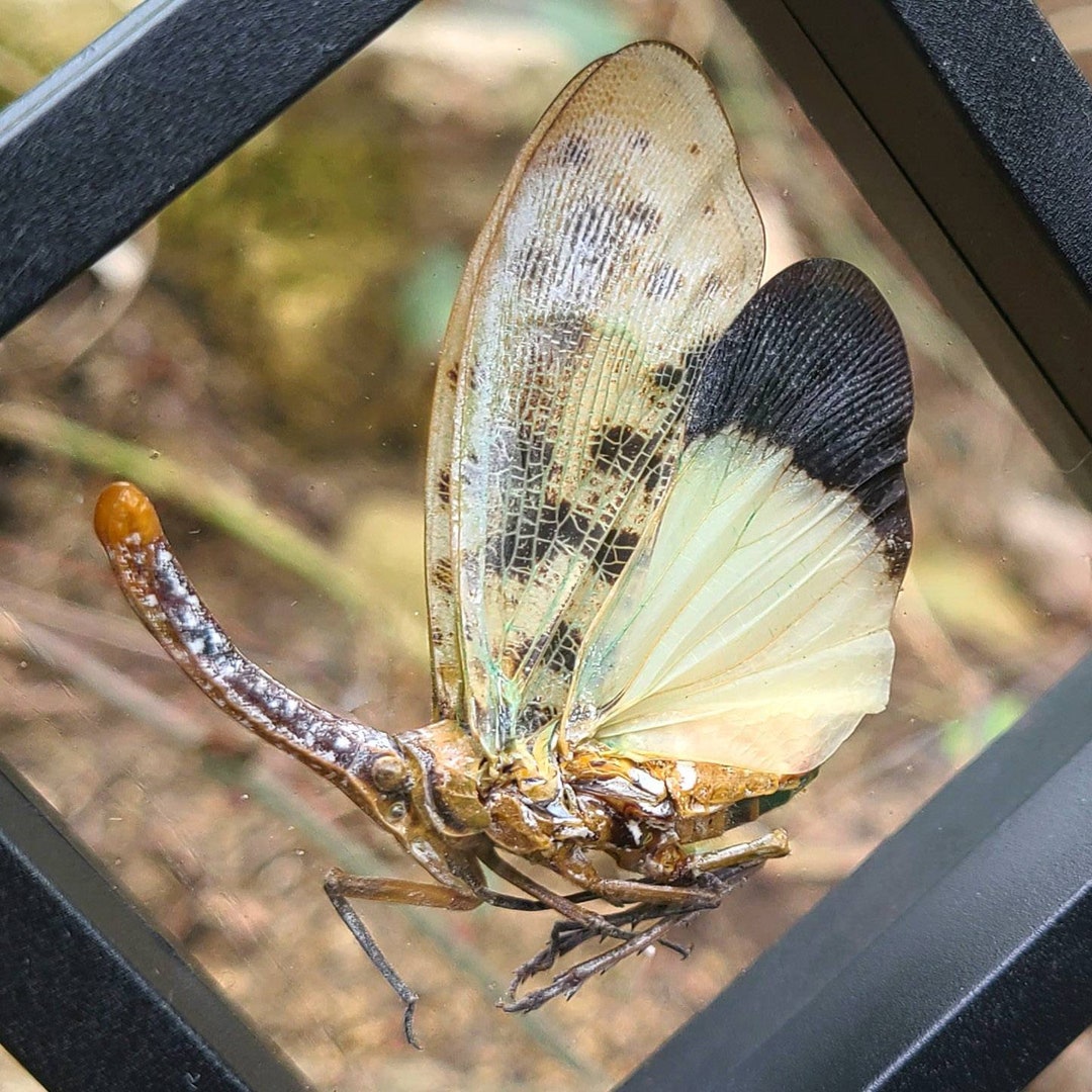 Pyrops Astarte - Lanternfly - Lantern Fly Floating Frame Insect - Real ...