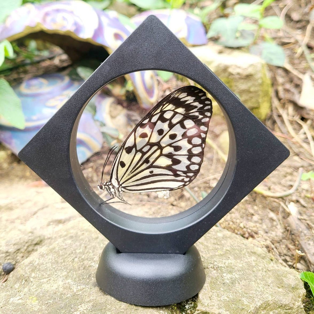 Real Paper Kite Butterfly in Floating Box Frame - Rice Paper - Idea ...