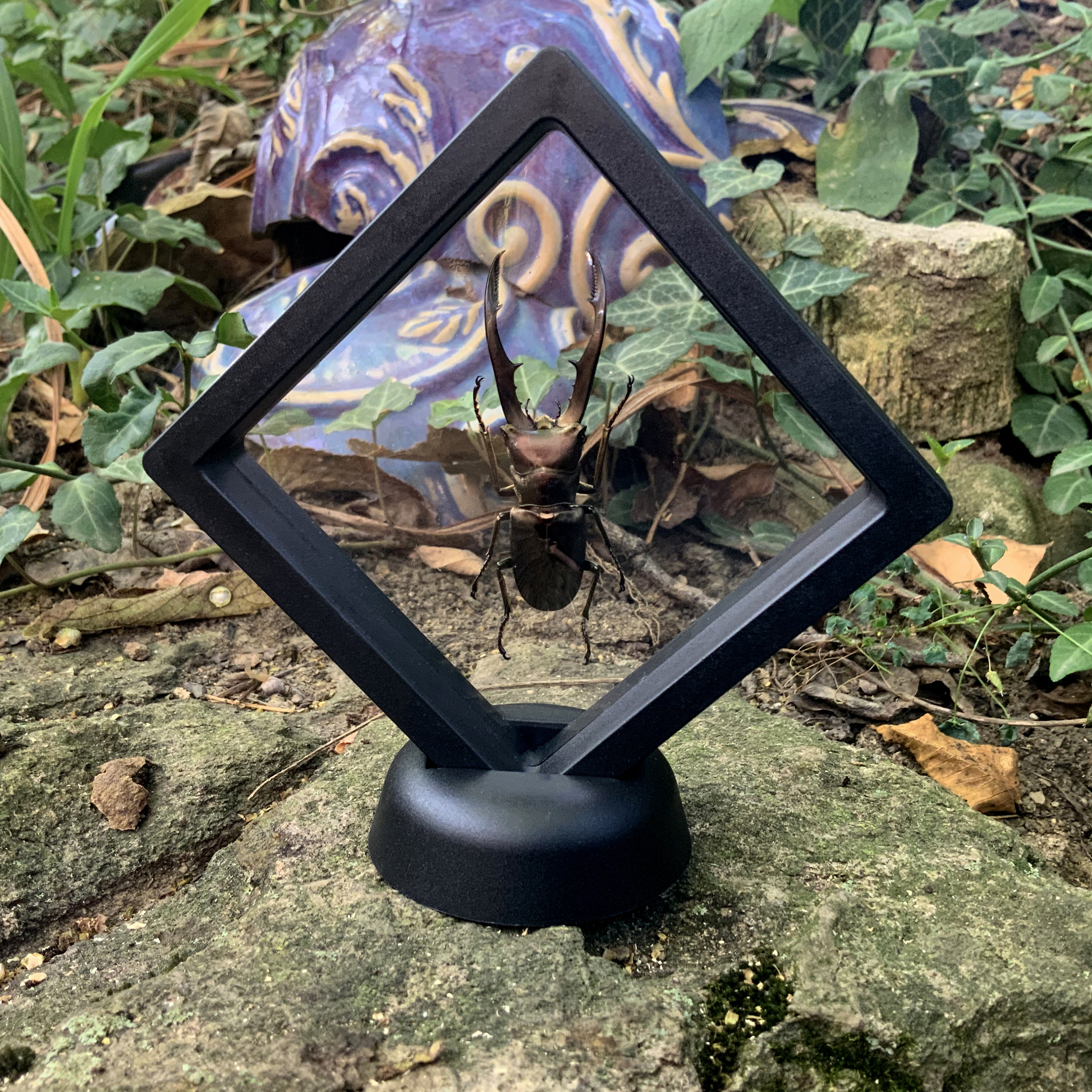 Metallic Stag Beetle Cyclommatus Metallifer Finae Floating - Etsy