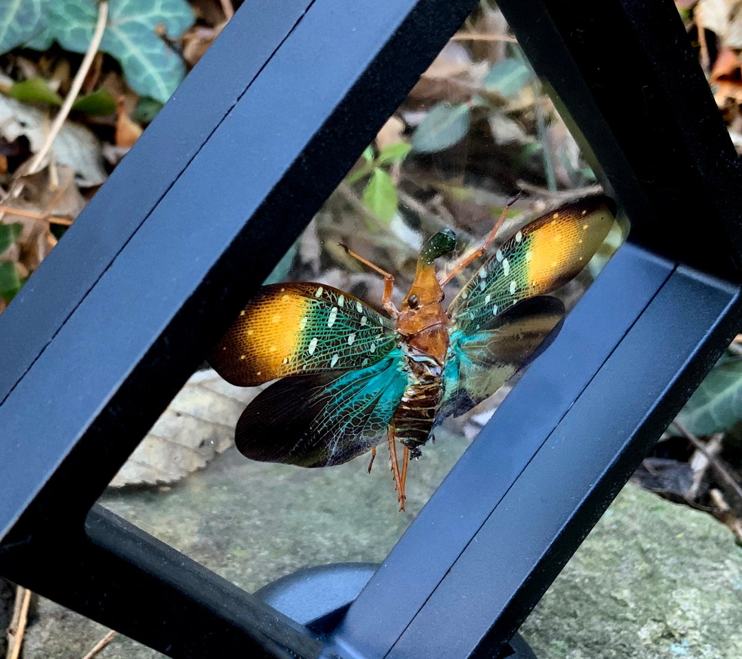 Pyrops Gunjii, Real Lanternfly Lantern Fly, Fulgoridae , Floating Frame ...