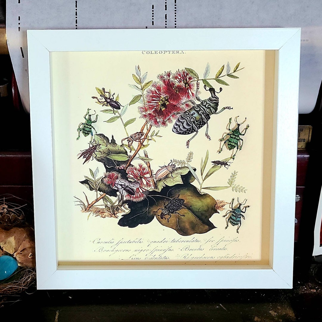 Metallic Weevil Art, Natural History Reproduction Art Print, Frame ...