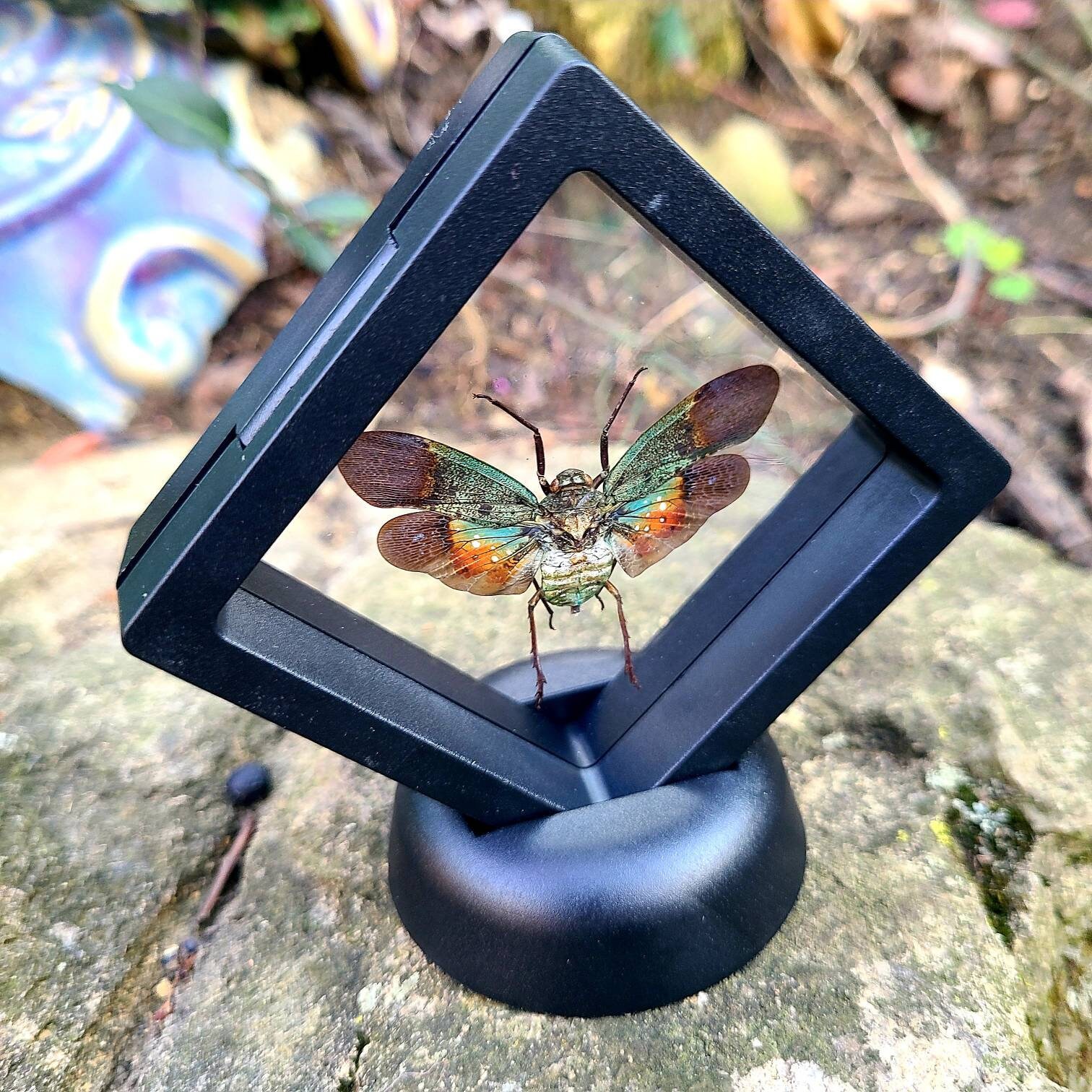 Penthicodes Farinosa Peleng Real Lanternfly Fulgoridae - Etsy