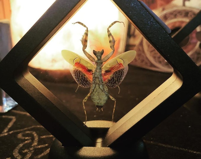 Jeweled Flower Mantis, Creobroter Gemmatus, Floating Box Frame Insect ...