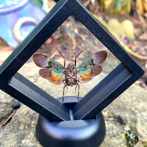 Penthicodes Farinosa Peleng, Real Lanternfly, Fulgoridae , Floating ...