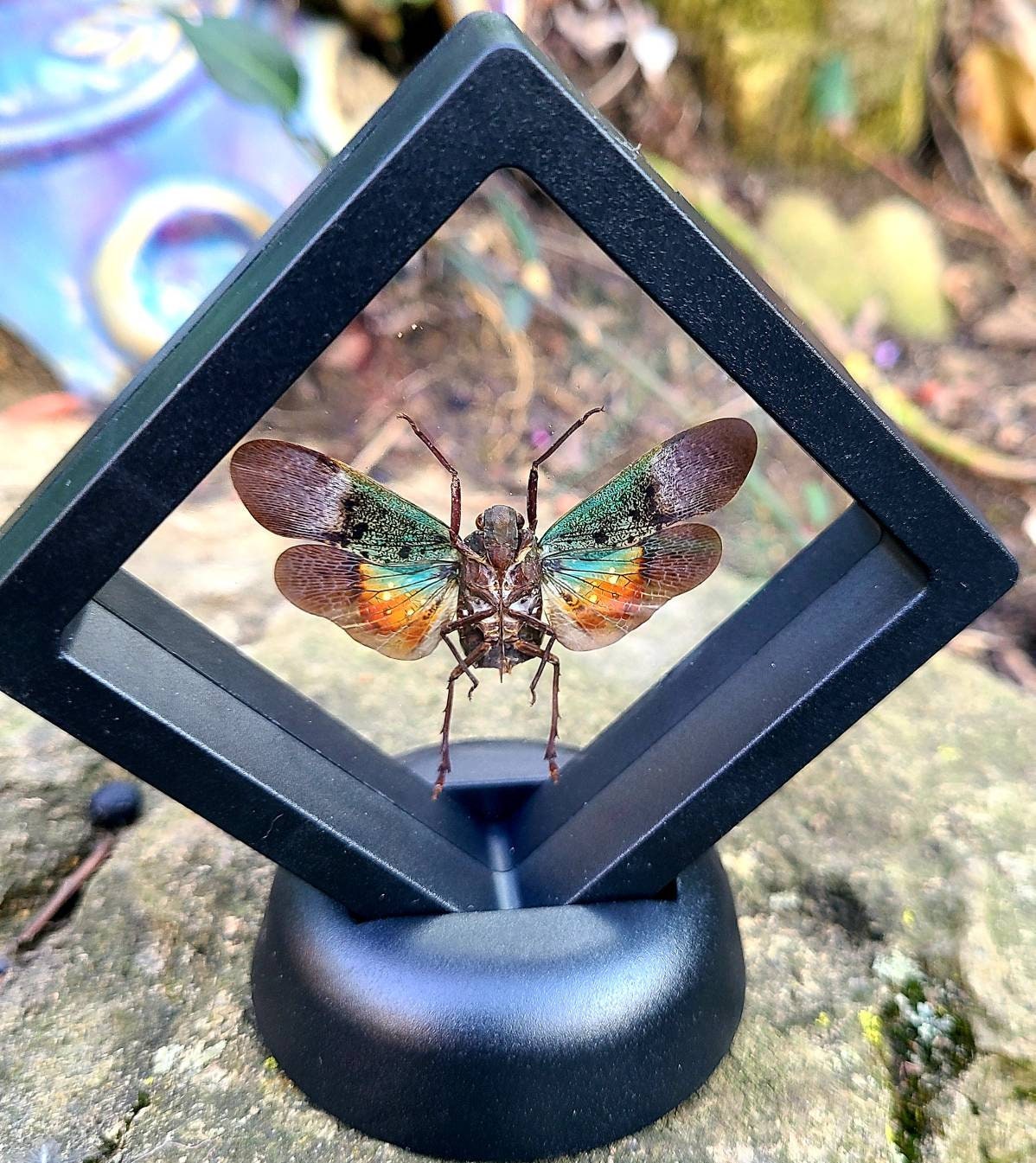 Penthicodes Farinosa Peleng Real Lanternfly Fulgoridae - Etsy