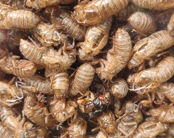 Cicada Exoskeleton - Etsy