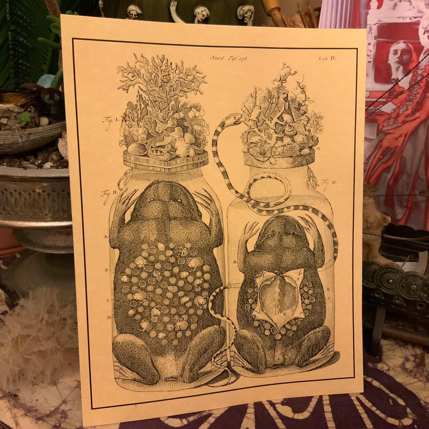 Frederik Ruysch Collection Fine Art Prints/posters Anatomy - Etsy UK