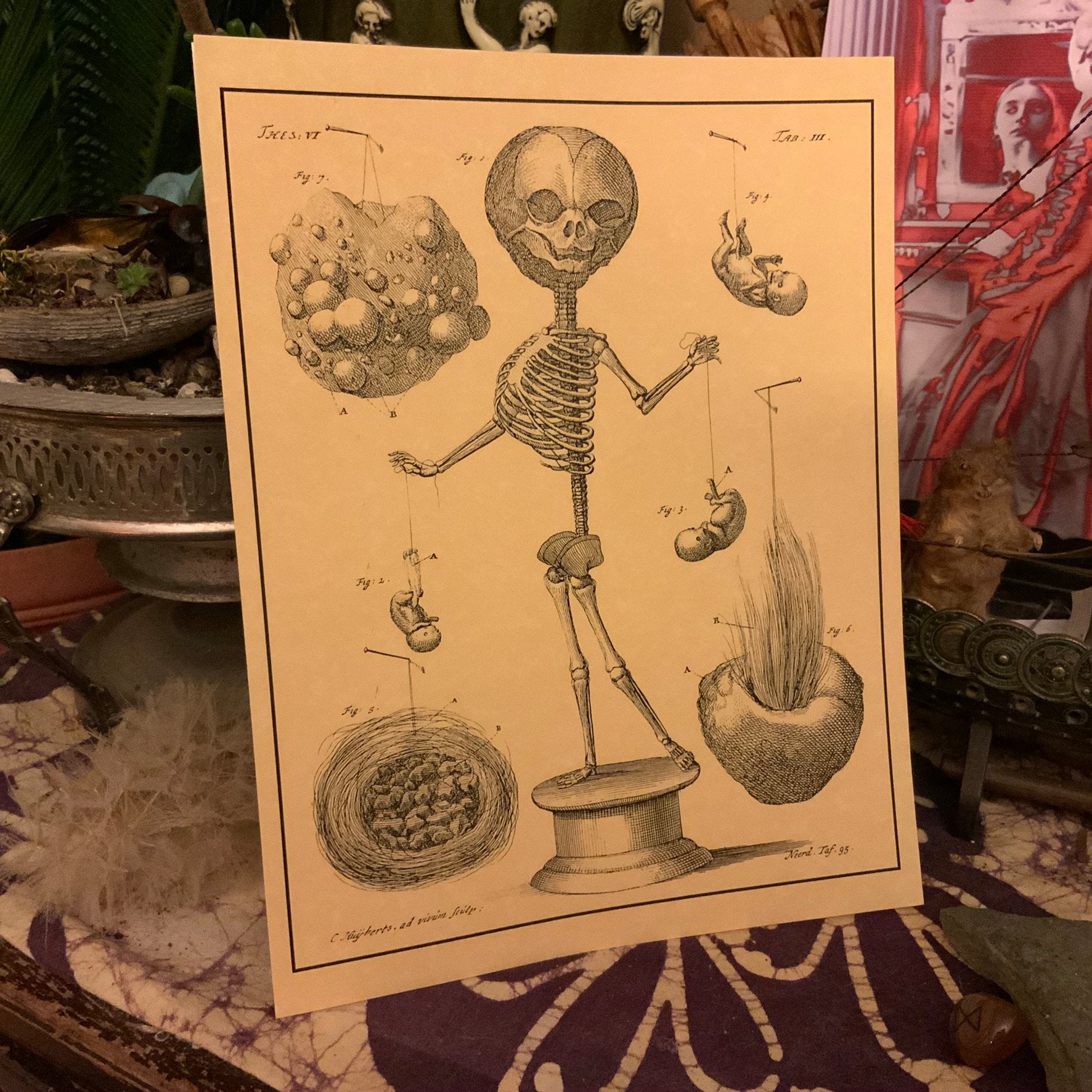 Frederik Ruysch Collection Fine Art Prints/posters Anatomy - Etsy