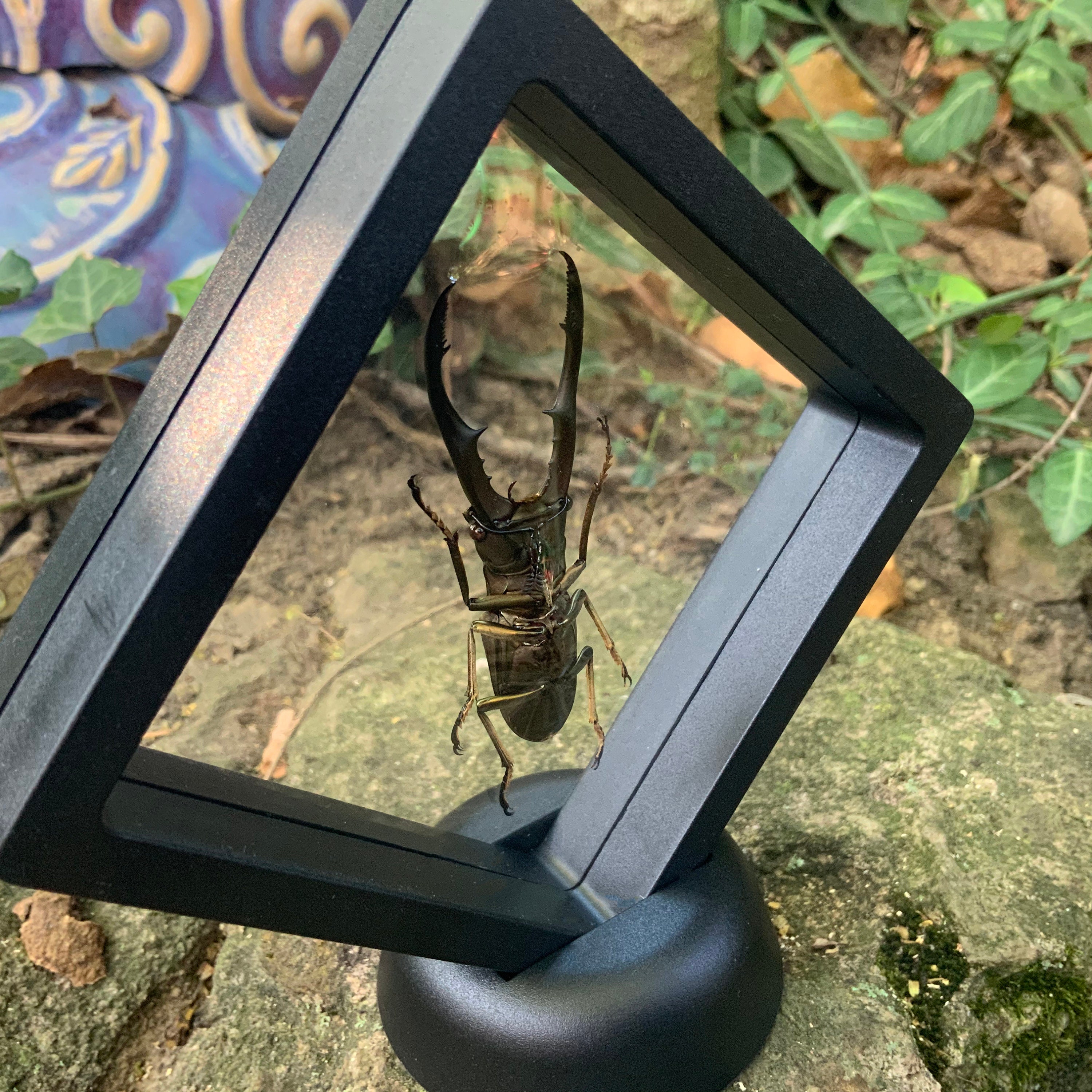 Metallic Stag Beetle Cyclommatus Metallifer Finae Floating | Etsy