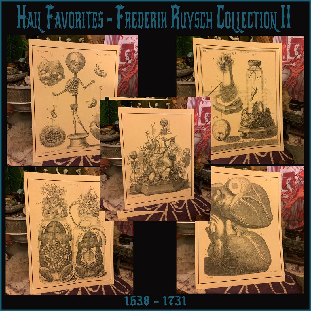Frederik Ruysch Collection Fine Art Prints/posters Anatomy - Etsy