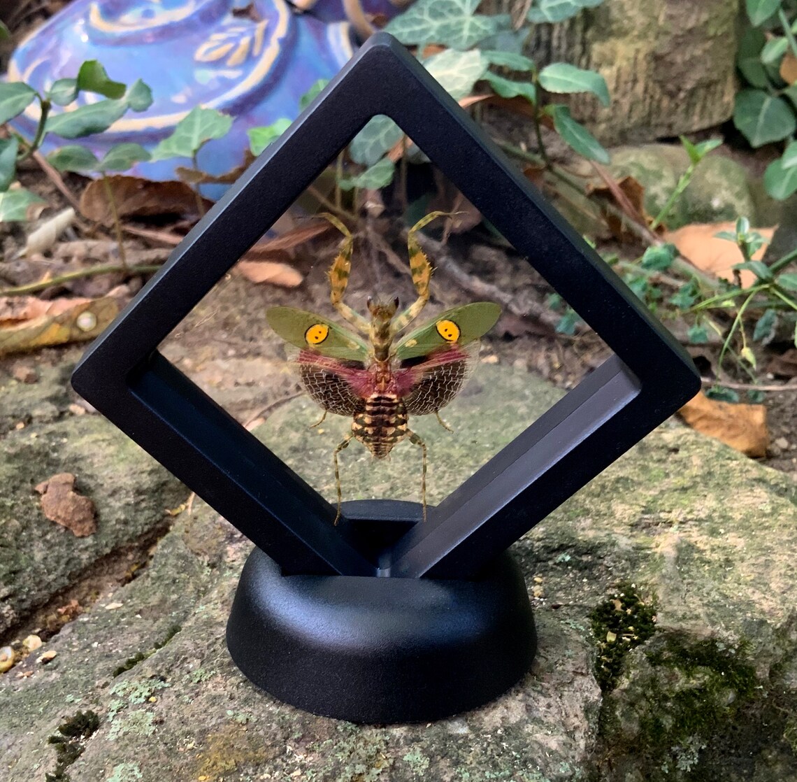 Jeweled Flower Mantis Creobroter Gemmatus Floating Frame - Etsy