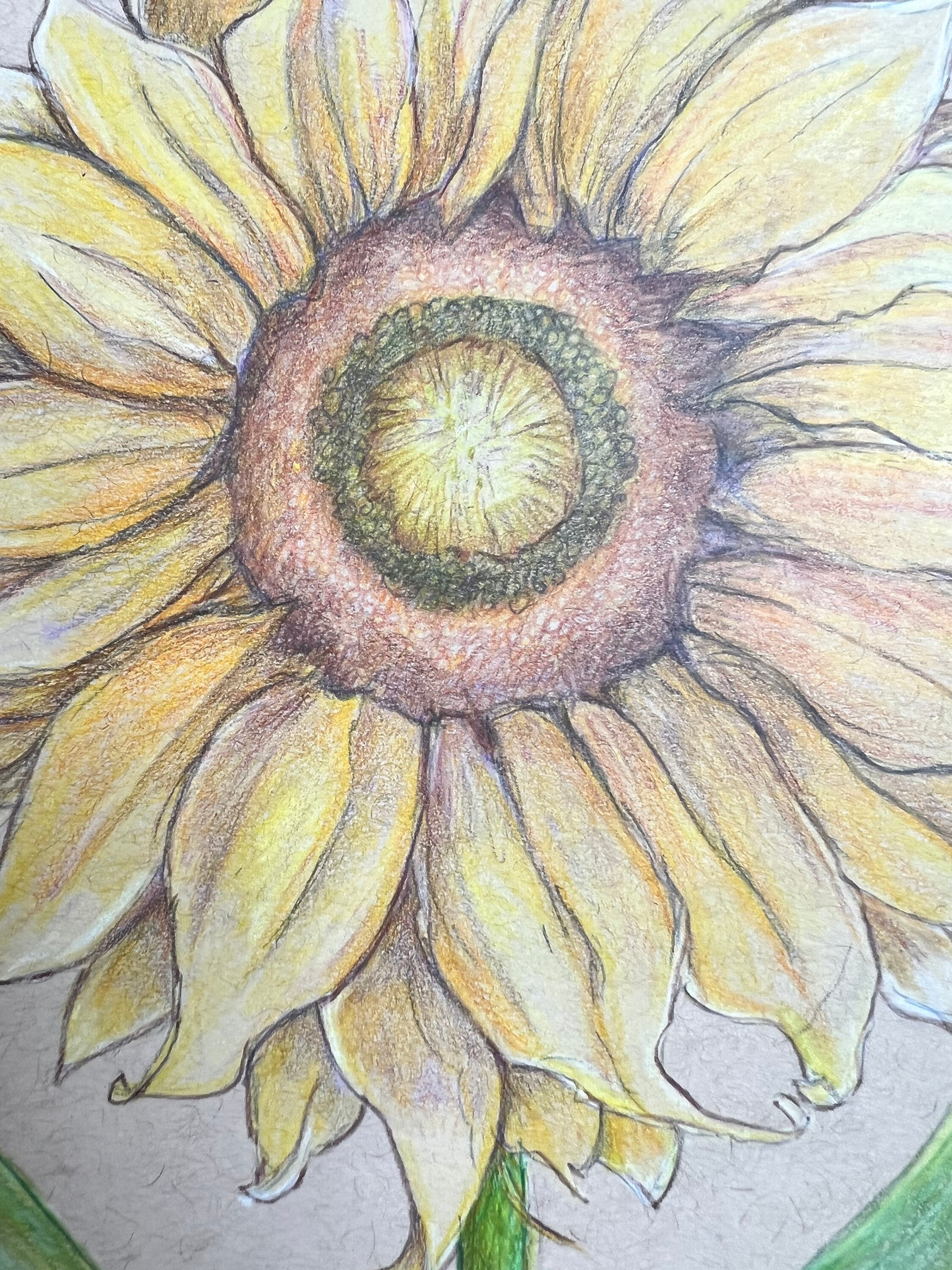 Sunflower Colored Pencil Sketch