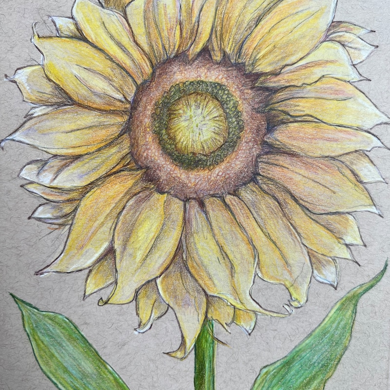Sunflower Drawing - Etsy