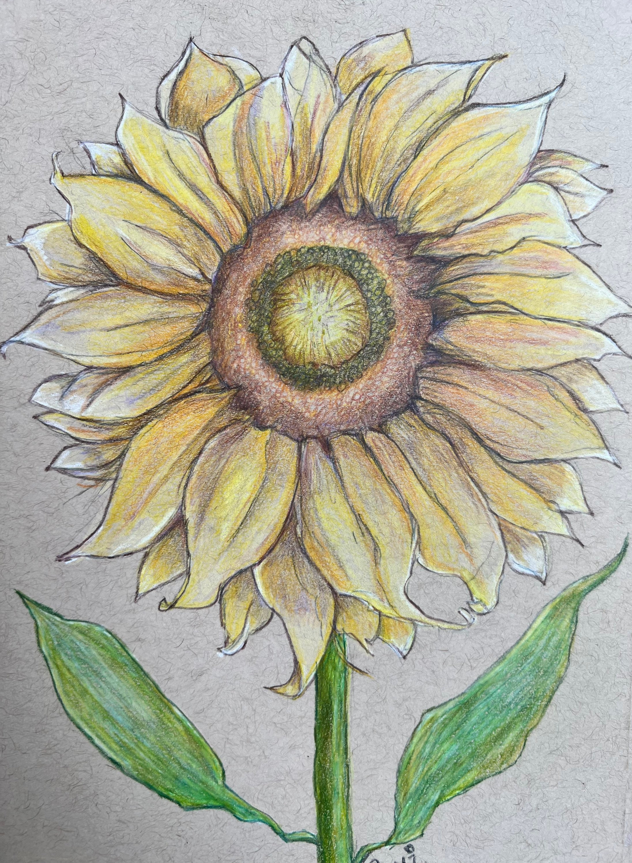 Girasol Dibujo A Color