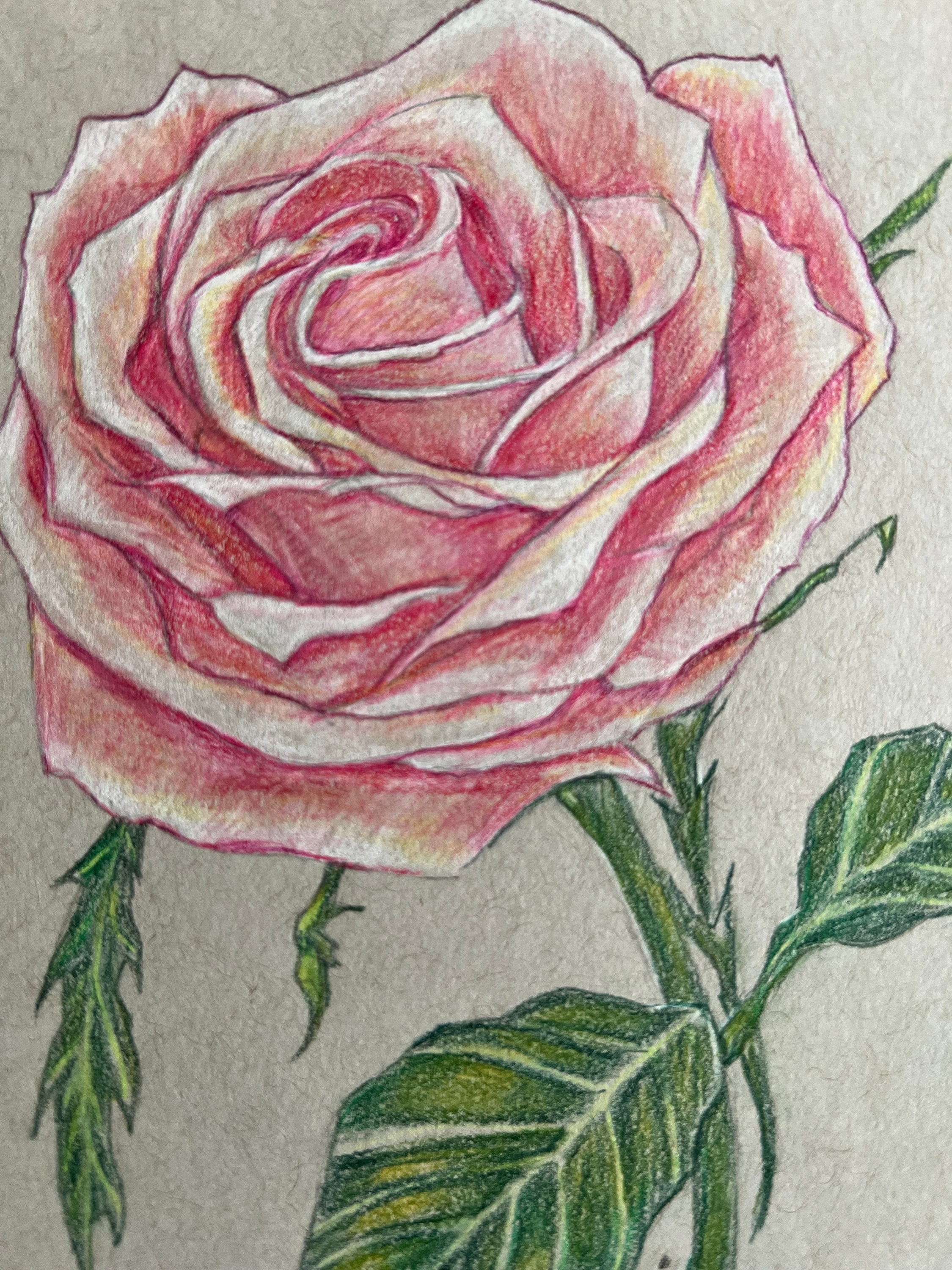 Original Pink Rose Colored Pencil Drawing Whimsical - Etsy