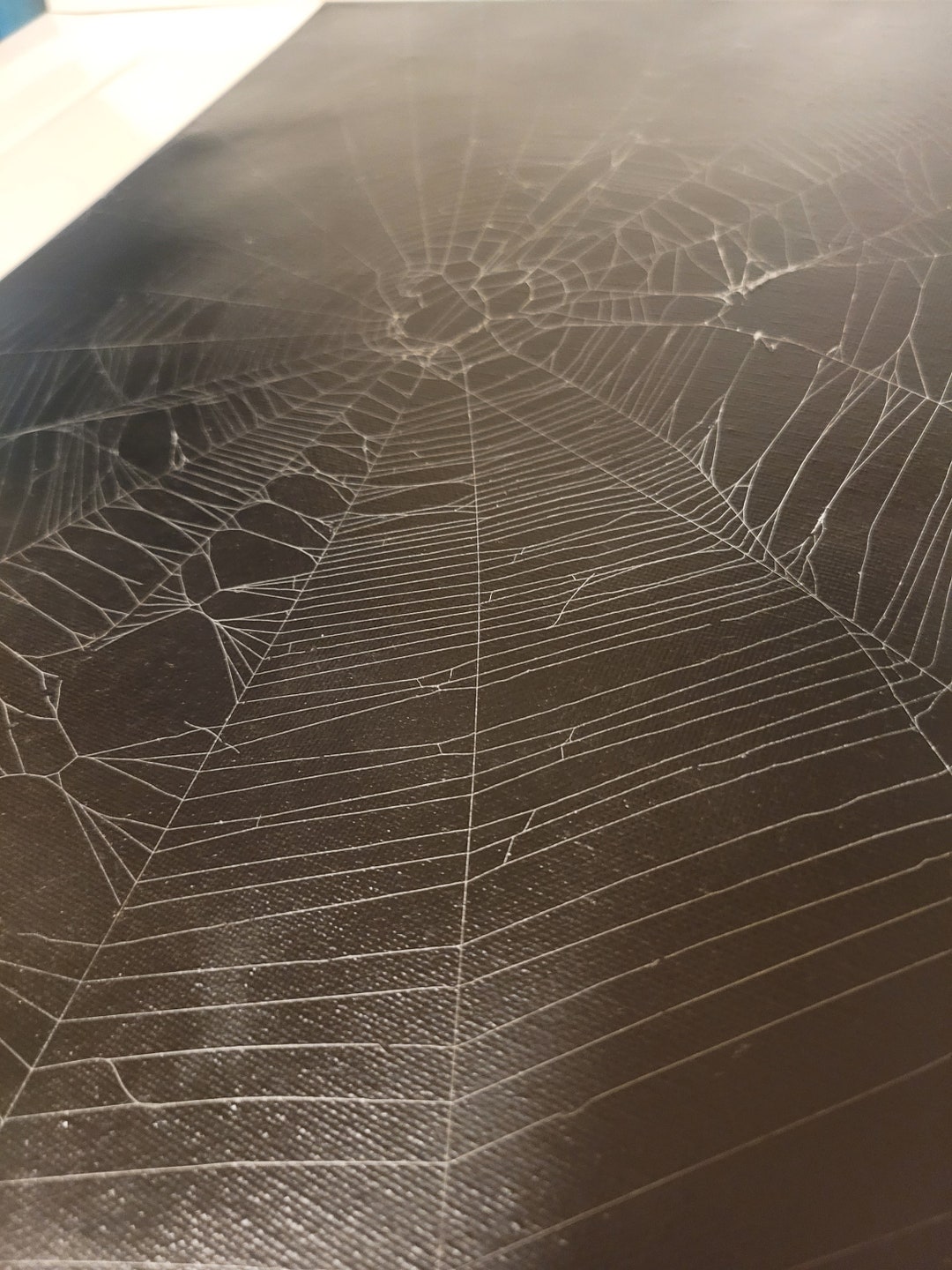 Preserved Spider Web - Etsy