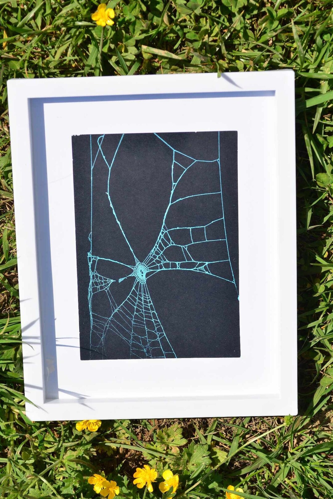 Real Preserved Spider in a 8x10 Frame Teal framed Spider Web Gothic ...
