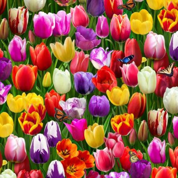 Tulips Multi Colored Burst of Color by Elizabeth's Studio - Etsy