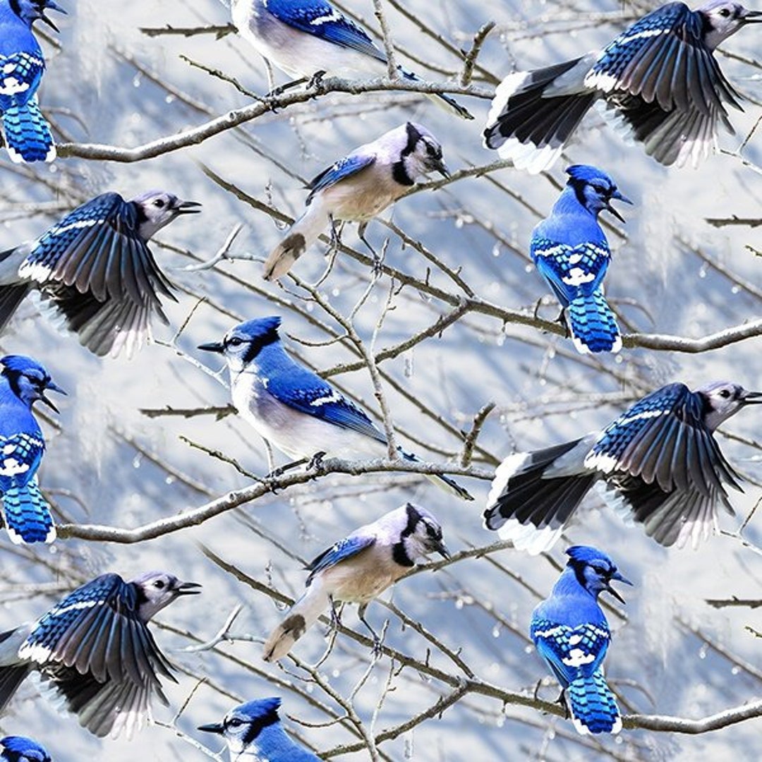 Call of the Wild Blue Jays on Branches by Hoffman Fabrics 44 Inches ...