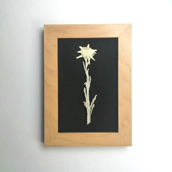 Edelweiss Flowers - Etsy