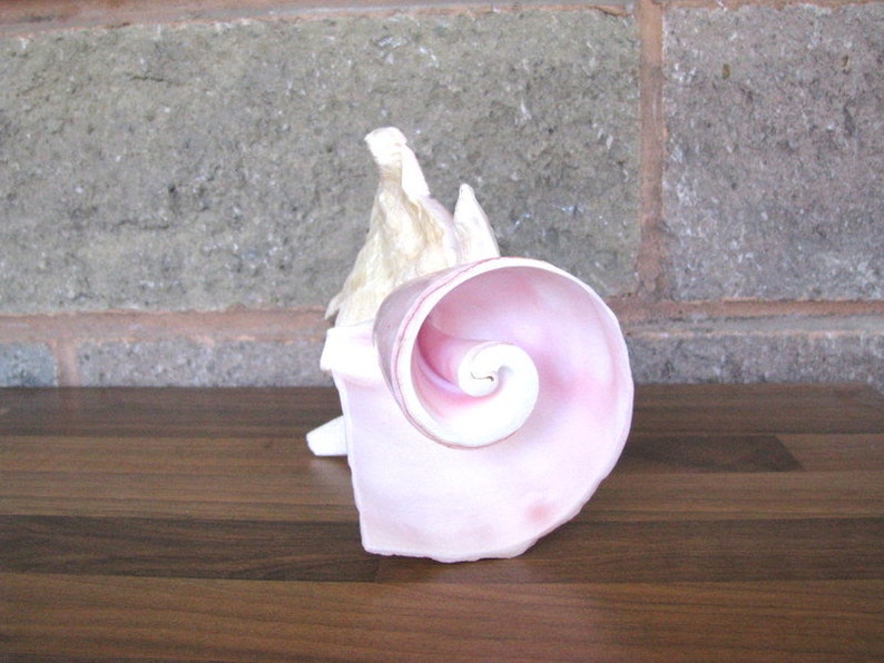 Sea Turtle Hand Carved Sculpture Sea Shell Carved Turtle - Etsy