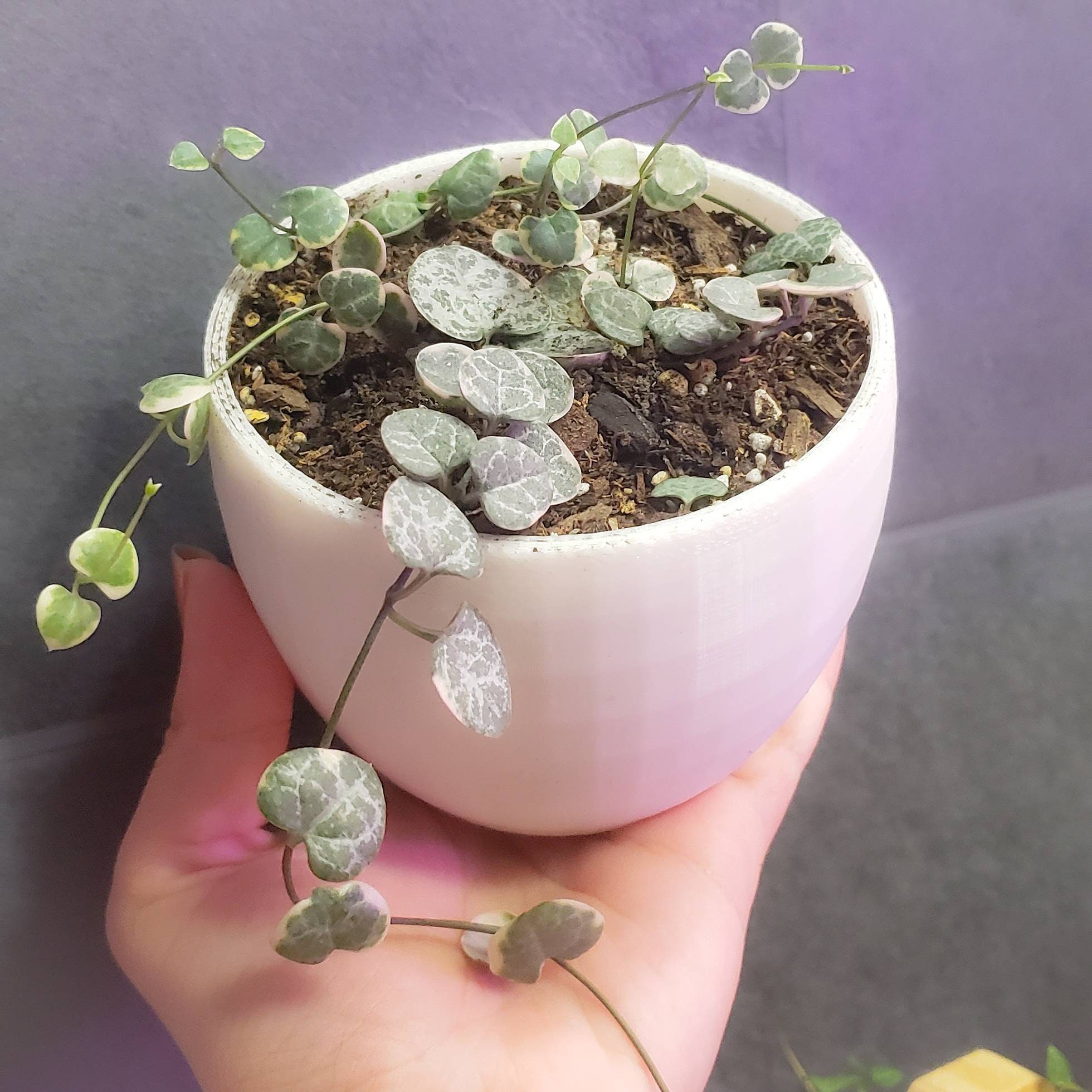 Mini Succulent Planters Set, Modern Planters, Indoor Housewarming Plant ...
