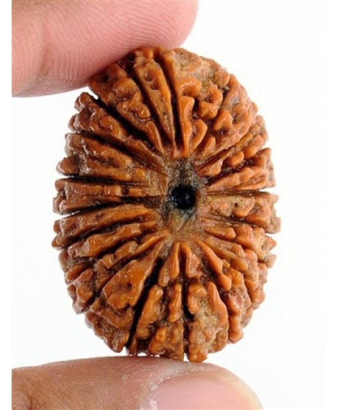 19 Mukhi Natural Rudraksha Bead Energized Collector Size Lab Certified ...