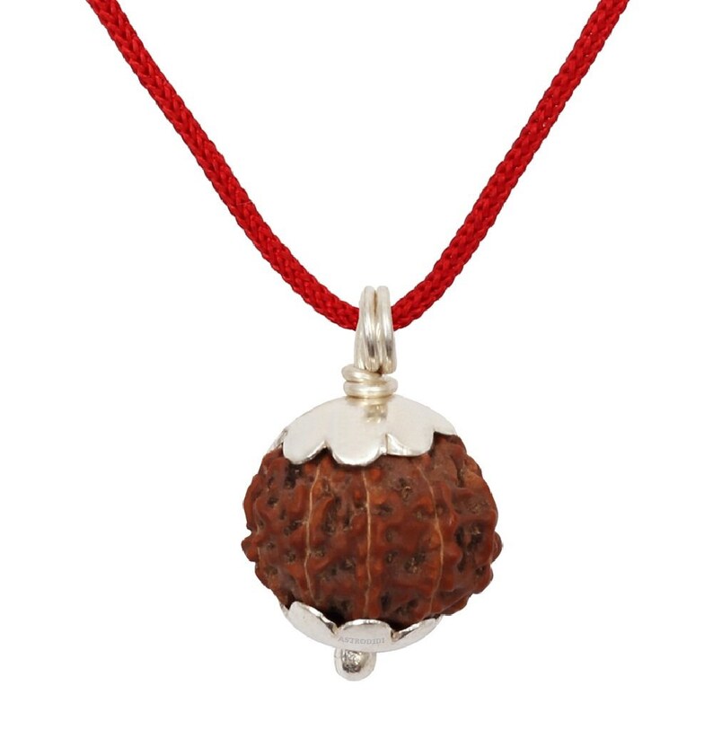 10 Mukhi Rudraksha Java With Lab Certificate 15 Mm Small Size - Etsy