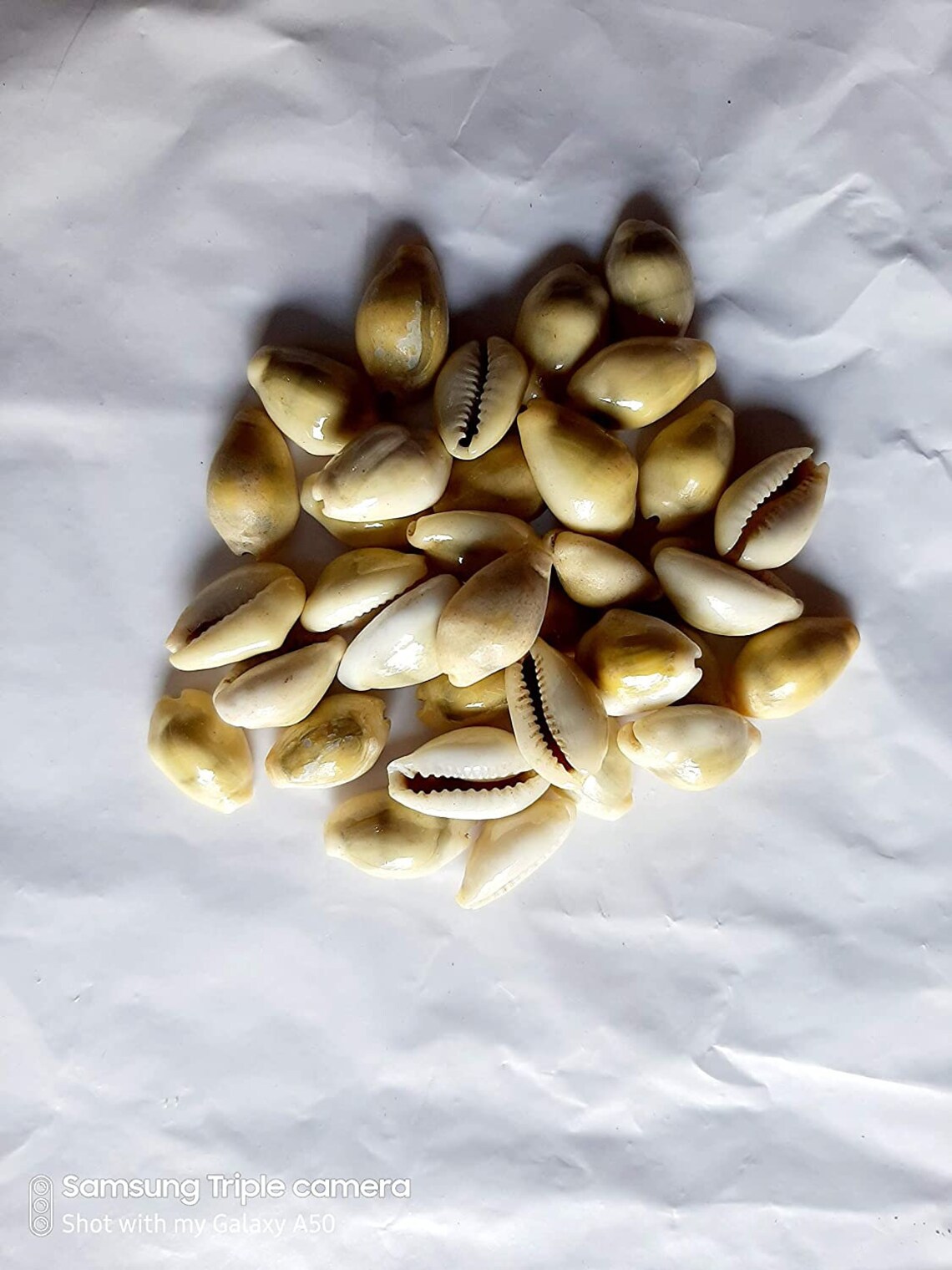 Generic Natural Kaudi Shells/kauri, 2 Cm, Yellow-set of 21 Pieces ...