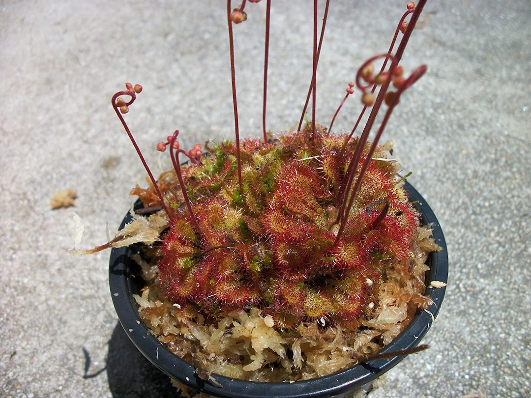 Carnivorous Spoon Leaf Sundew Drosera Spathulata Plant 3 Inch Pot - Etsy