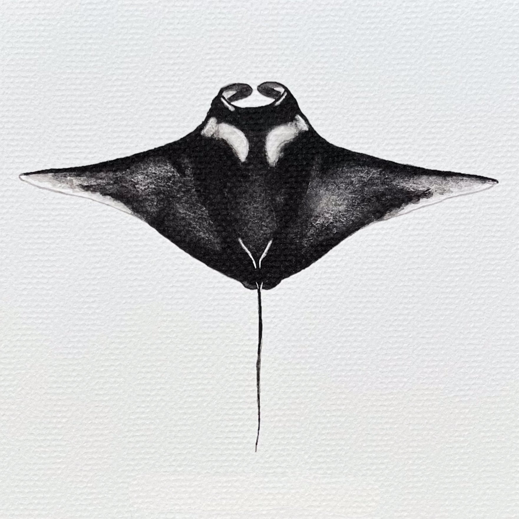 Reef Manta Ray Watercolor Painting PRINT - Etsy