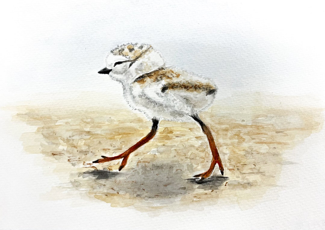 Baby Plover Watercolor PRINT - Etsy