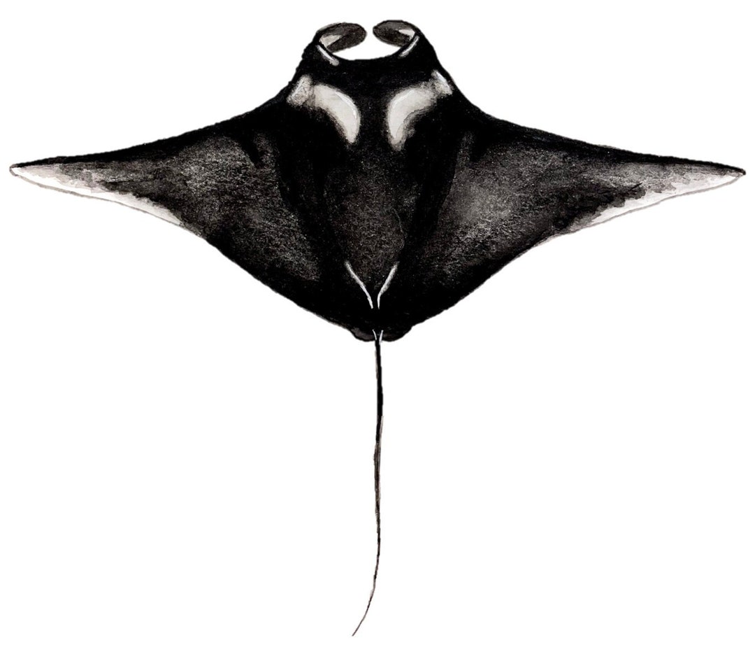 Reef Manta Ray Watercolor Painting PRINT - Etsy