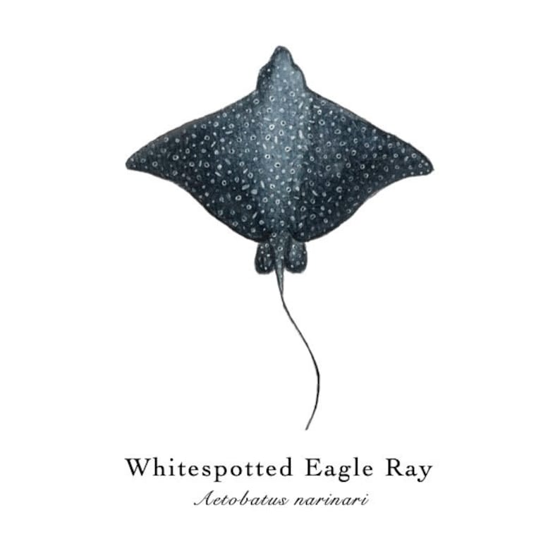 Whitespotted Eagle Ray Watercolor PRINT - Etsy