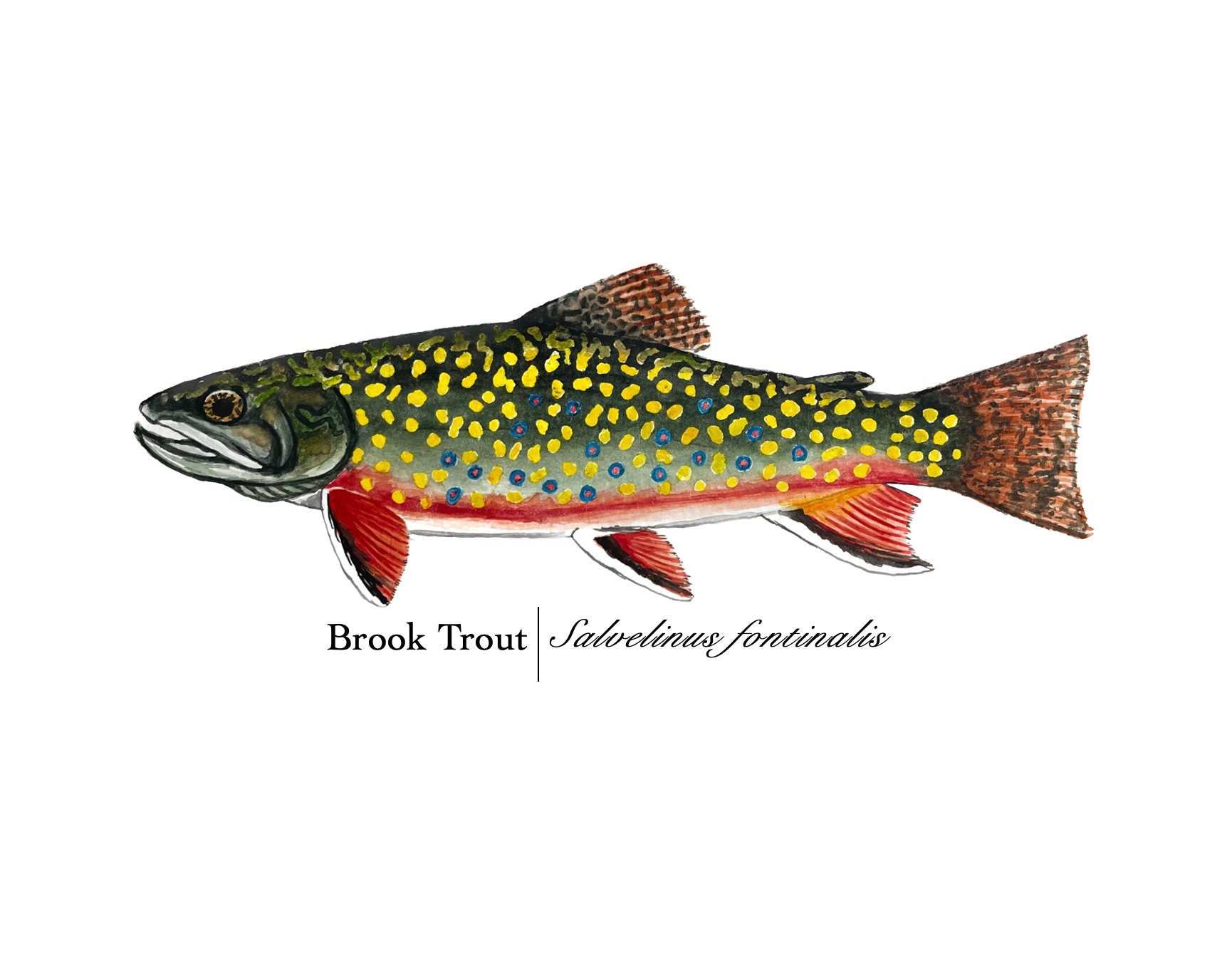 Brook Trout Watercolor PRINT - Etsy
