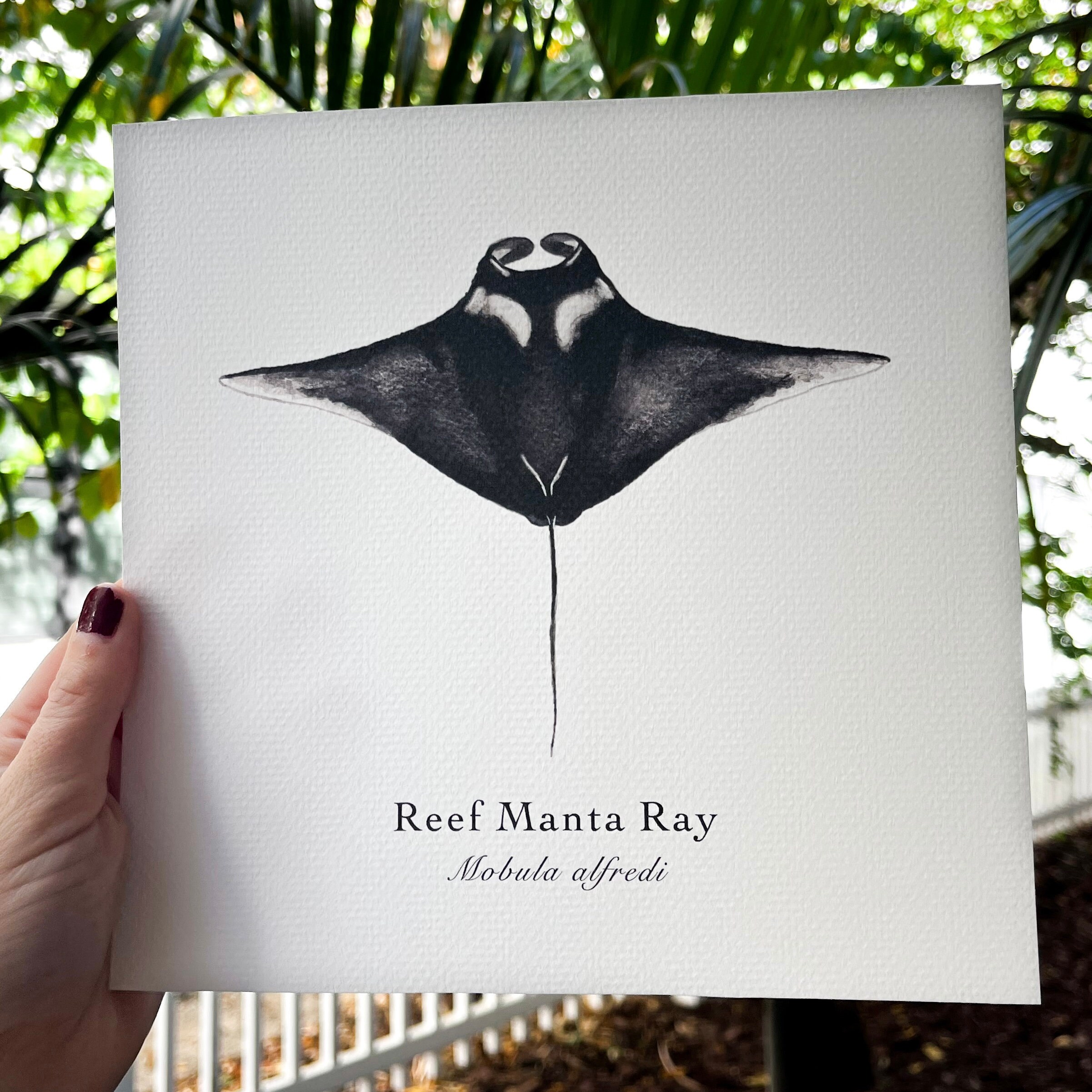 Reef Manta Ray Watercolor Painting PRINT - Etsy