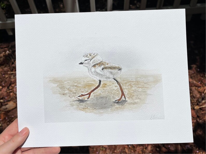 Baby Plover Watercolor PRINT - Etsy