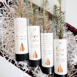 Gift Tree Favor Pine Seedling Seedling Gift ESG Gift - Etsy