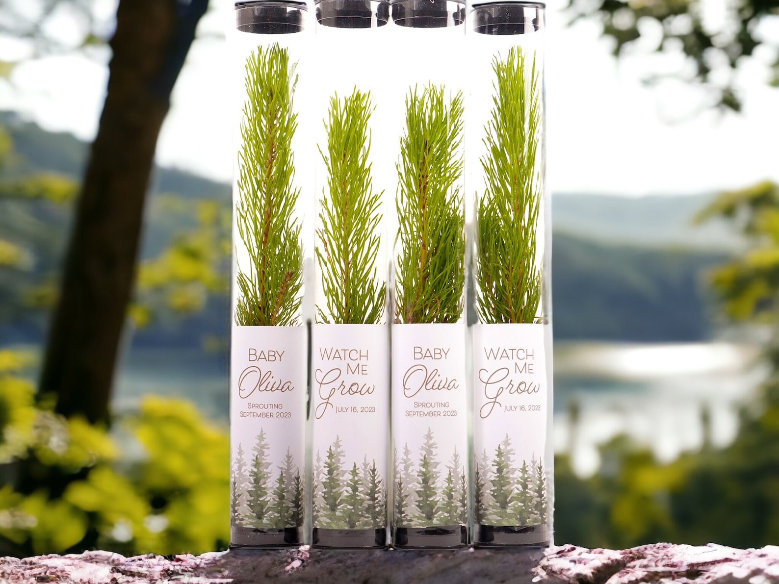 BULK 100 Let Love Grow Wedding Favor Pine Seedling Wedding Favor Gift ...