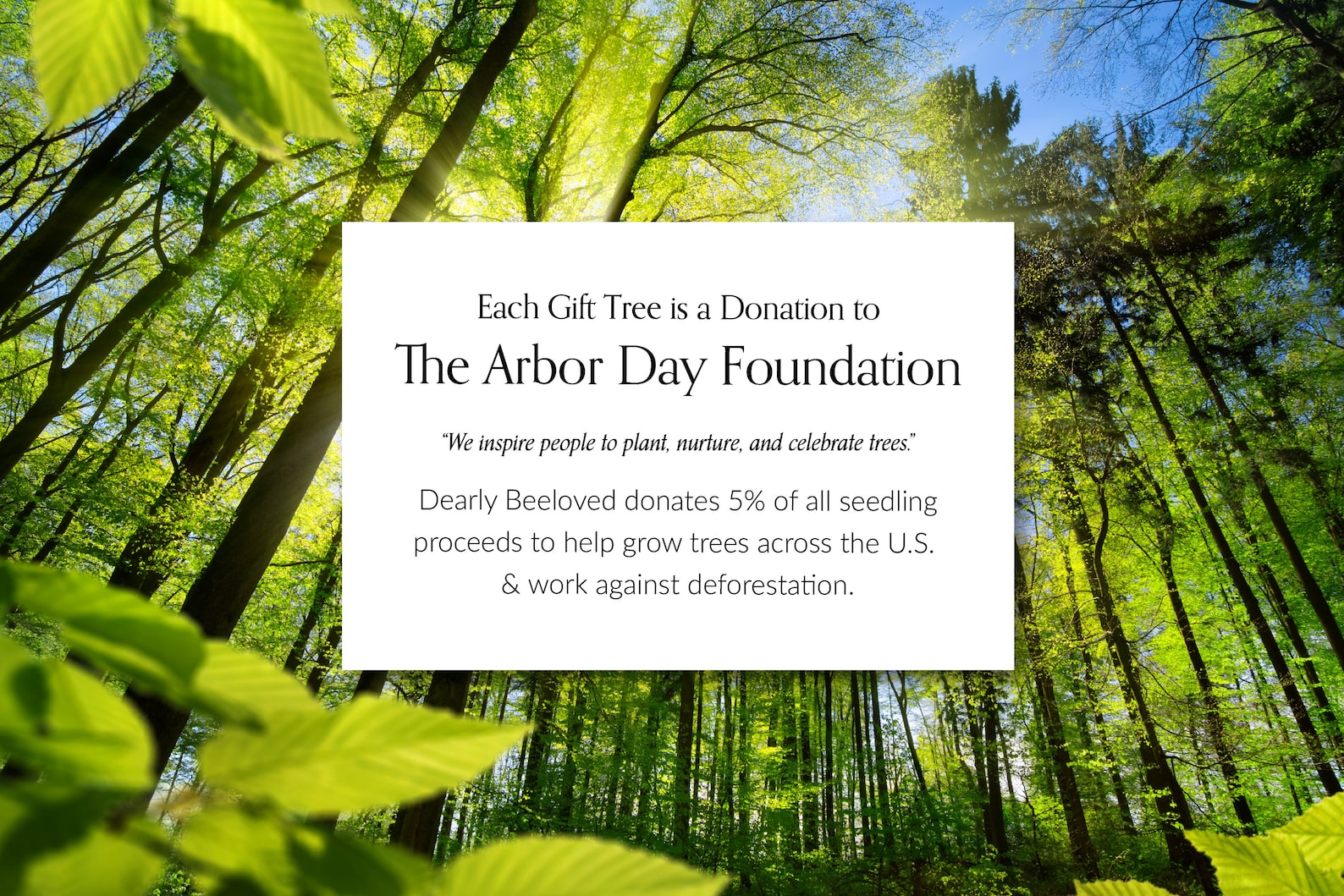 Gift Tree Favor Pine Seedling Seedling Gift ESG Gift - Etsy