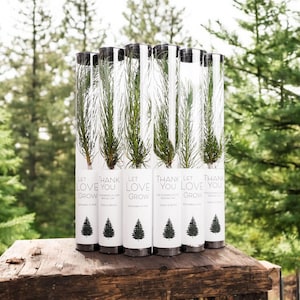 Baby Shower Tree Favor | Favors for Baby Shower | Gift Trees | Baby ...