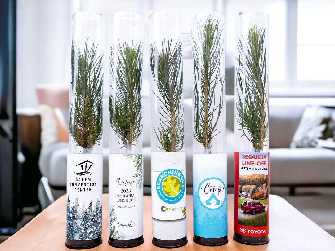 Gift Tree Favor | Pine Seedling | Seedling Gift | Corporate Gift Tree ...