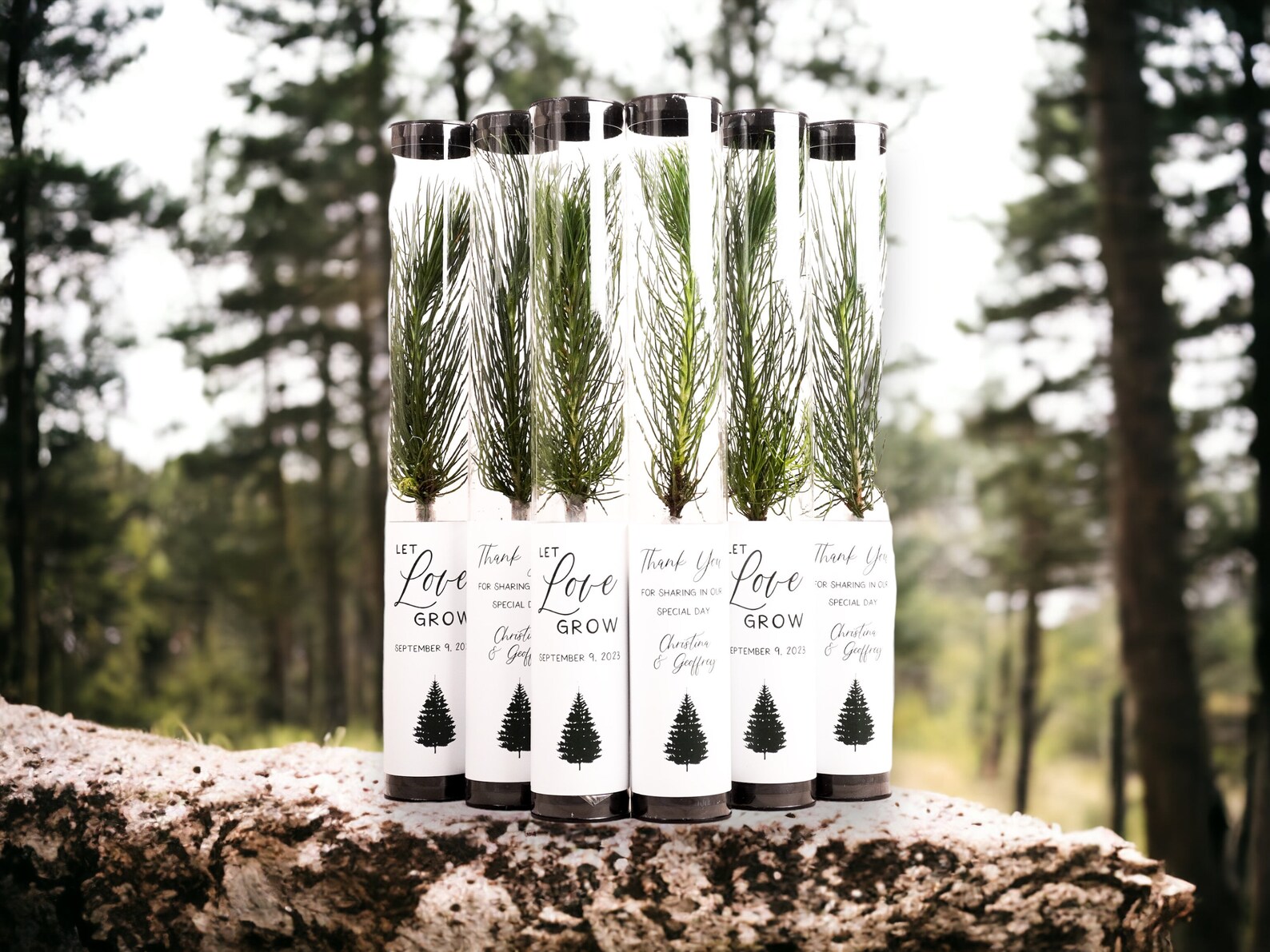 BULK 100 Let Love Grow Wedding Favor Pine Seedling Wedding Favor Gift ...