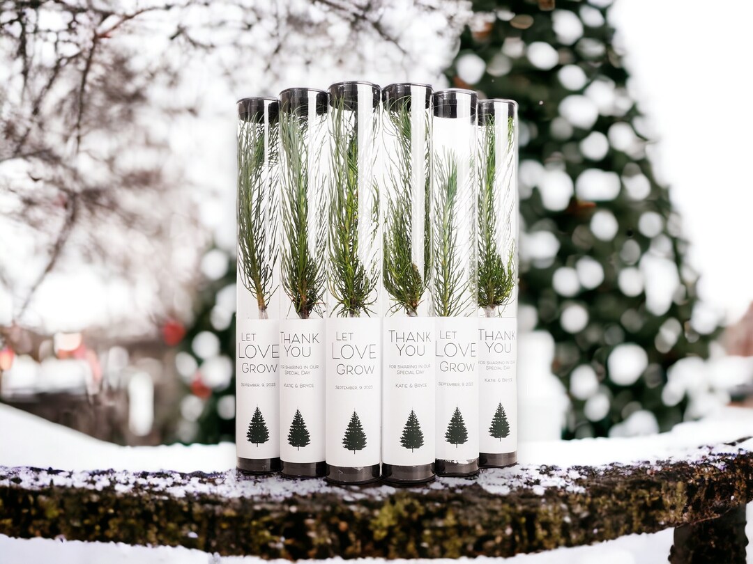 Let Love Grow Wedding Favor | Pine Seedling Wedding Favor | Gift Tree ...