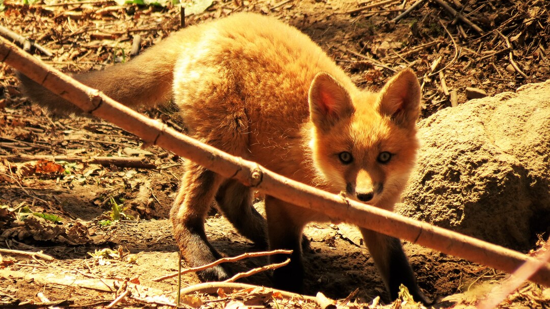 Baby Fox, Kit, Baby Animal, Photo, Digital Download, Picture ...