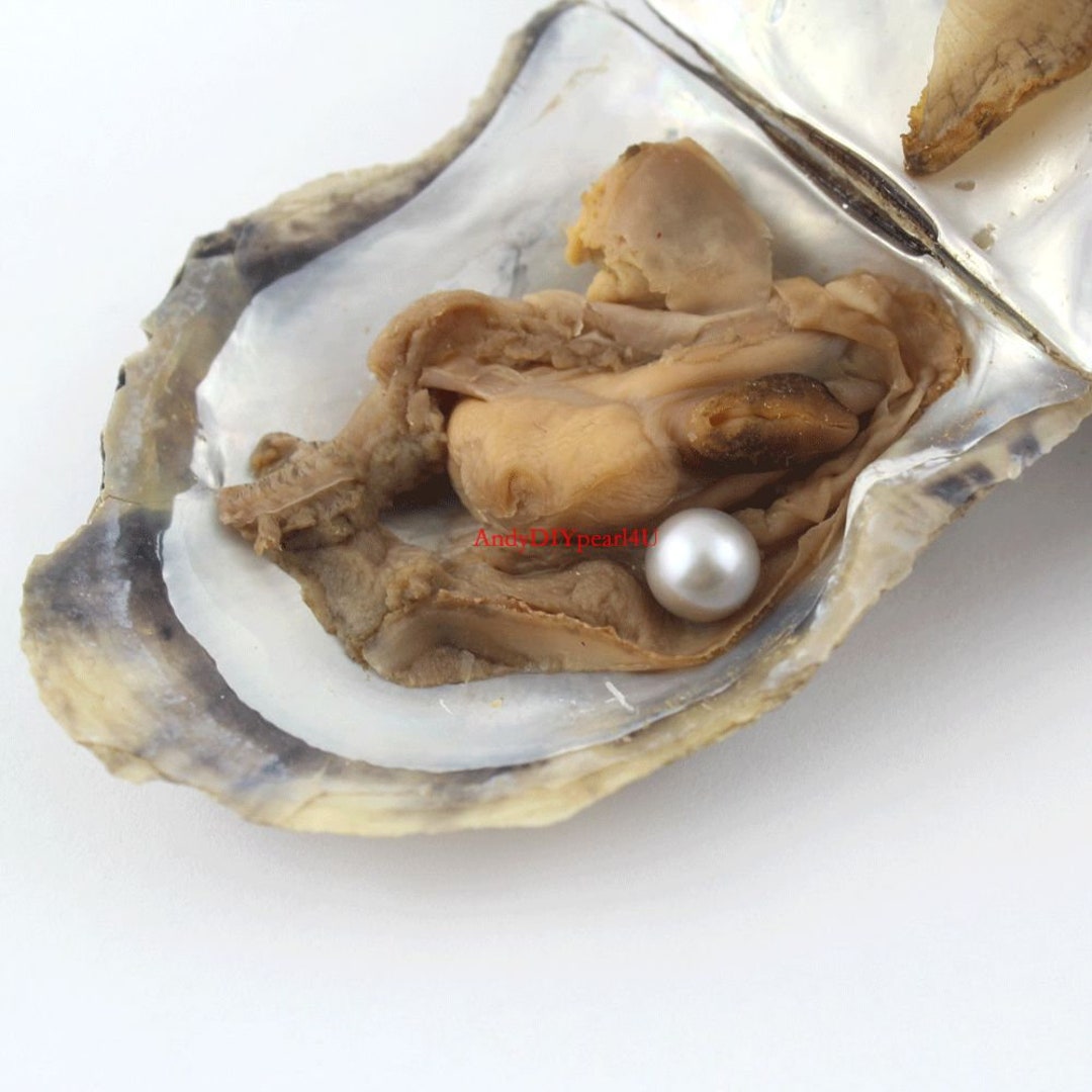 Akoya Oysters Pearl With 6-7mm Round AAAA Pearl in - Etsy